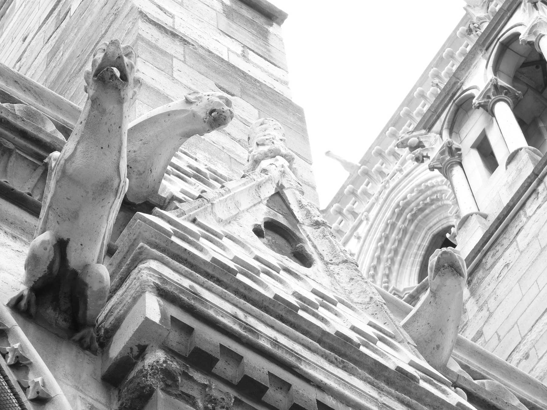 Gárgolas, dragones y mazmorras en las catedrales góticas ·.·★ Estudio