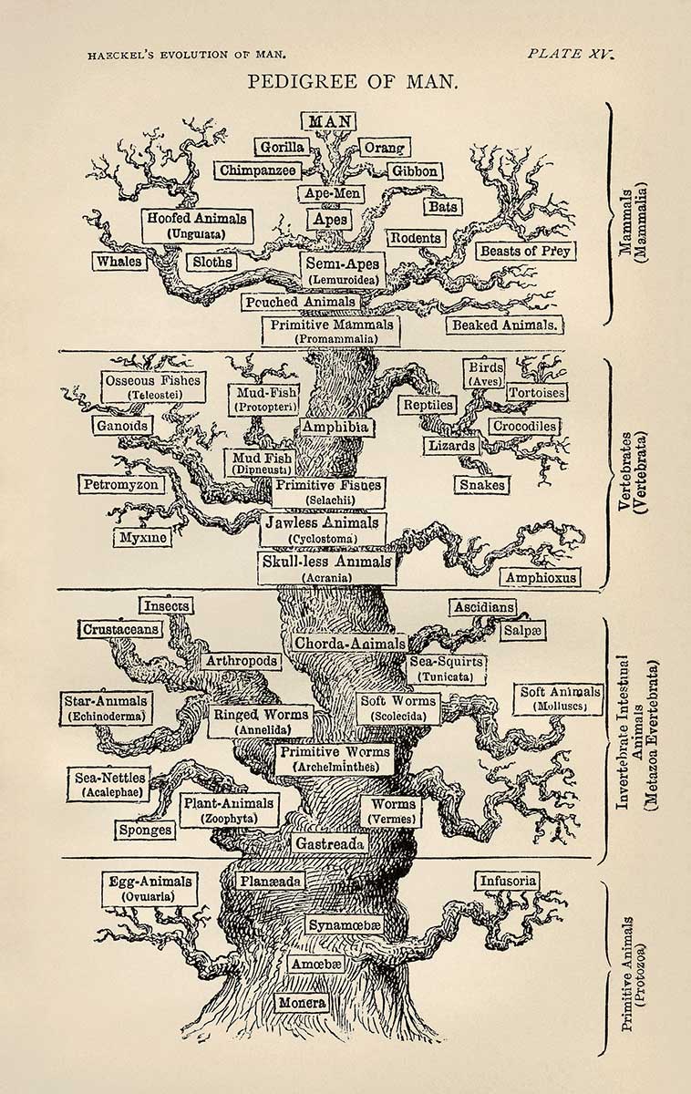 La evolución a través del microscopio según David Swift ·.·★ Estudio