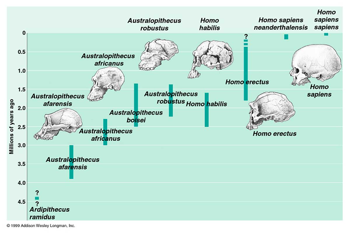 Esqueletos en el armario de la paleontología ·.·★ Estudio